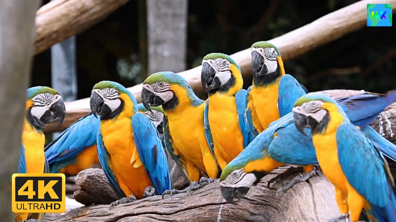 Colorful birds, wonderful nature in 4K HDR 60fps with relaxing music ...