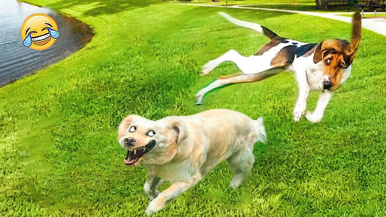 Dogs Doing Silly Things That Will Make Your Day Better - YouTube