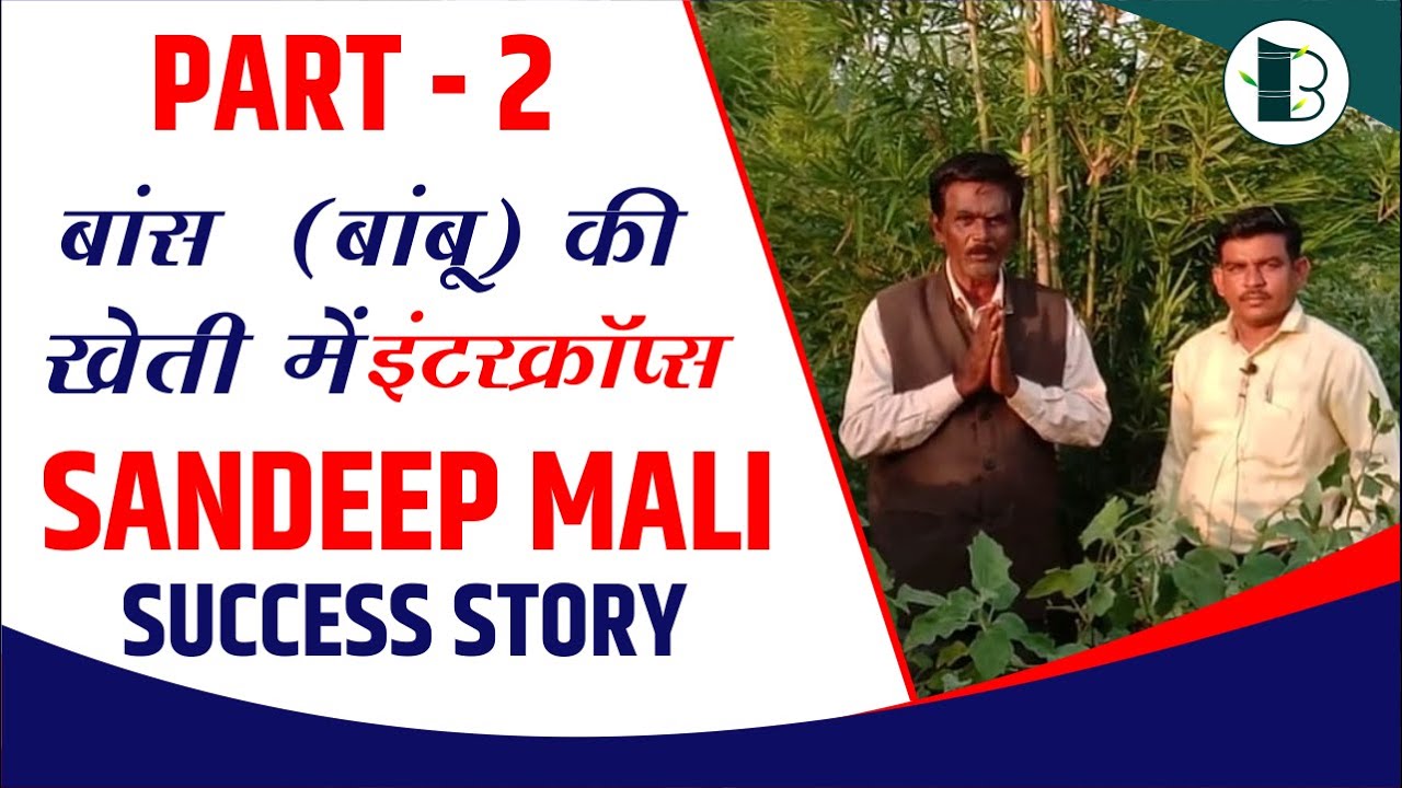 PART - 2 बासं ( Bamboo) की खेती मे InterCrops...SANDIP MALI Sucess ...