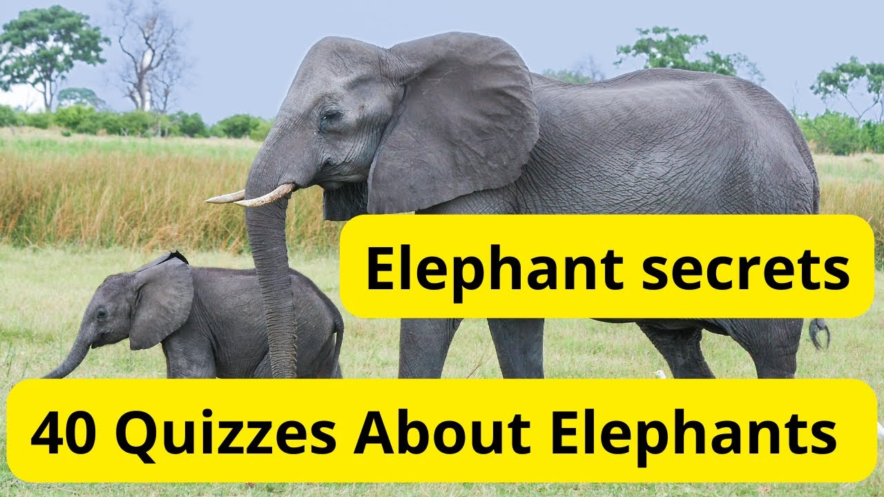 "40 Fun and Interesting Quizzes About Elephants" - YouTube
