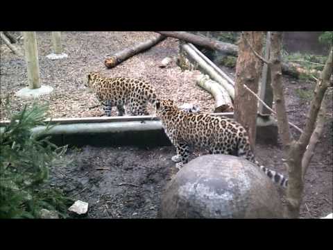 amur leopard twycross zoo