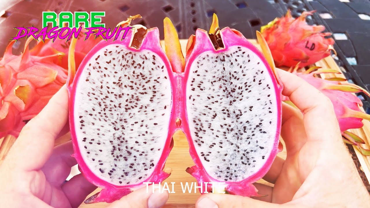DRAGON FRUIT COMES in ALL SHAPES, SIZES and COLORS - YouTube