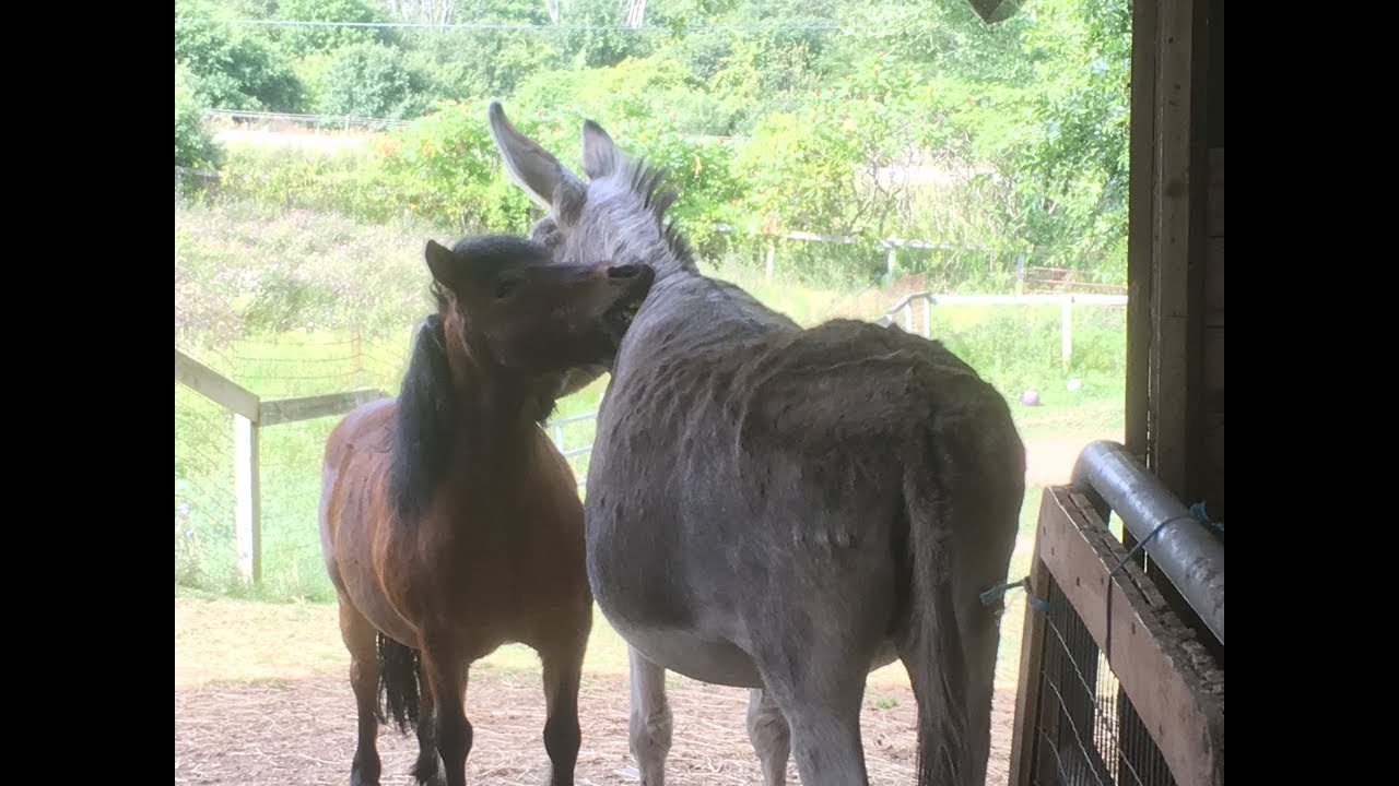 Invitation to Spring Farm CARES - YouTube