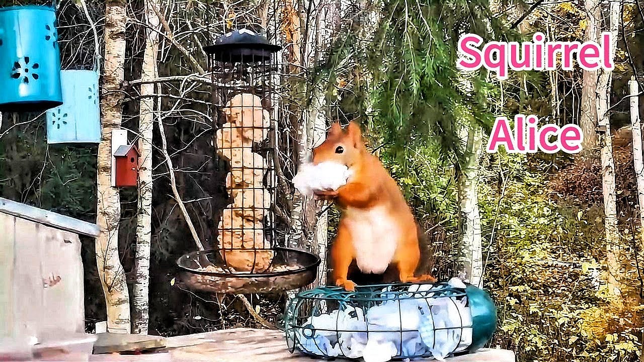 I found Alice the Squirrel's new nest🔆🌰🌳🐿️💗 - YouTube