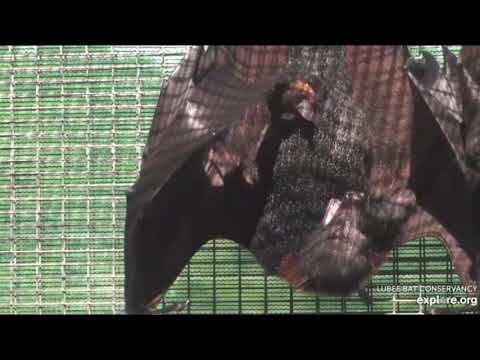 2019-4-29 Giant Flying Fox giving birth ♥ - YouTube