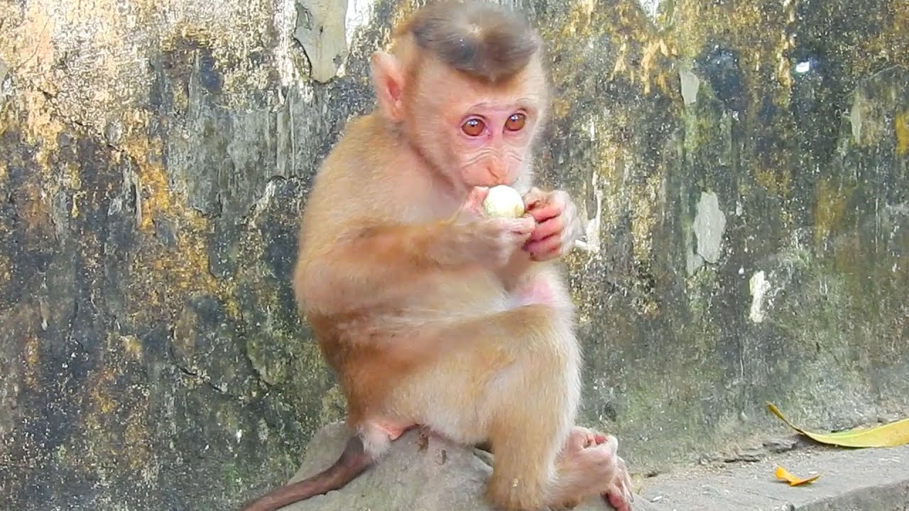 Oh, Adorable baby monkey Leo eating candy - YouTube