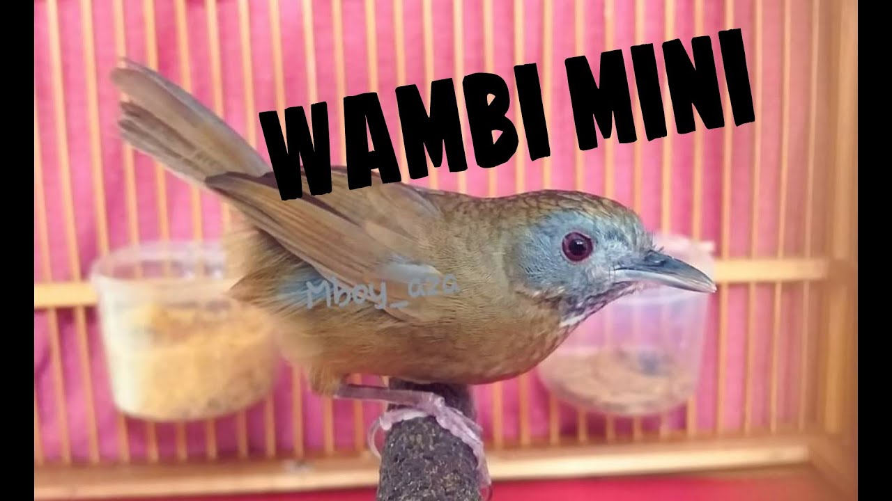 WAMBI MINI / TIEUMI NGEROL ABIS - YouTube