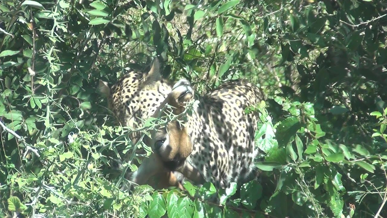 Did it escape? Leopard Vs Impala - YouTube