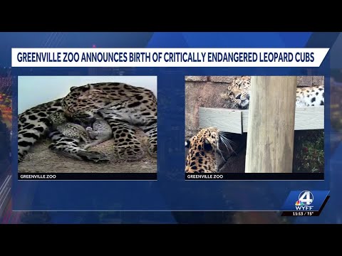Greenville Zoo announces birth of critically endangered leopard cubs