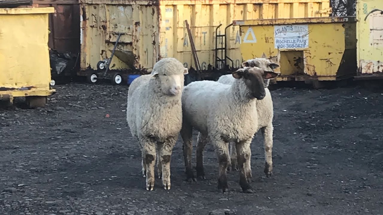 Sheep escape slaugherhouse in NJ - YouTube