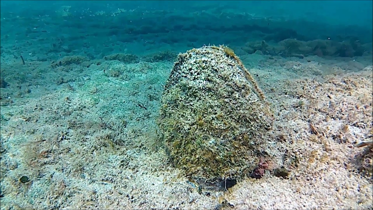 Young Noble Pen Shell - YouTube