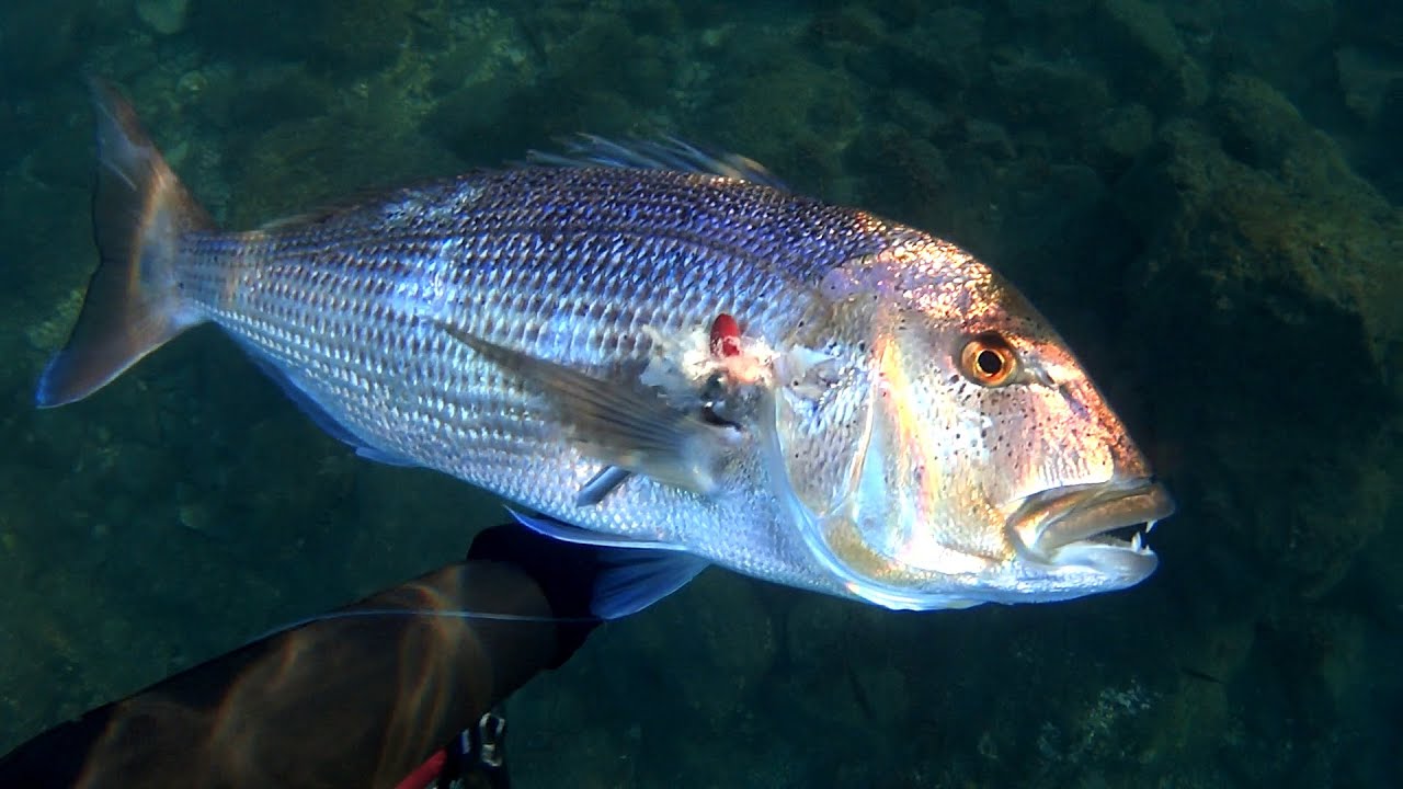 🔱 Επικό Ψάρι Με Ρηχό Ψαροντουφεκο 😱 Epic Fish With Shallow Spearfishing ...