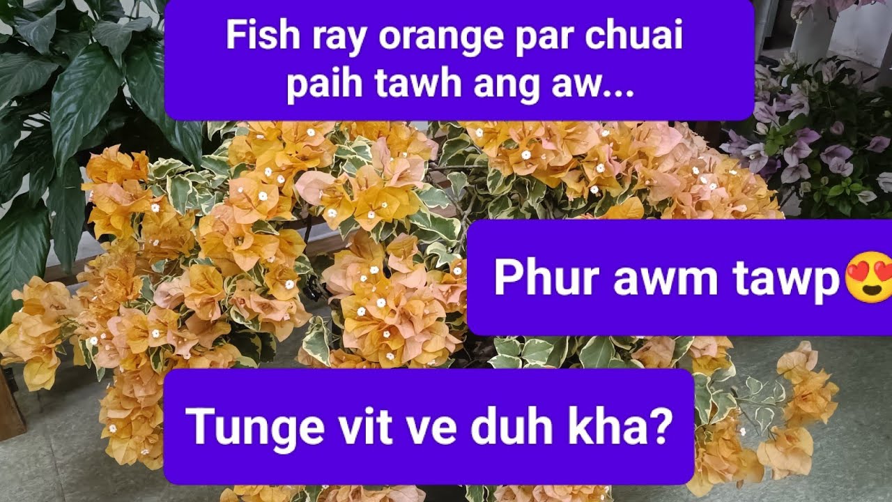 Ka Saron Fish ray orange par chuai paih tan ang aw.. - YouTube
