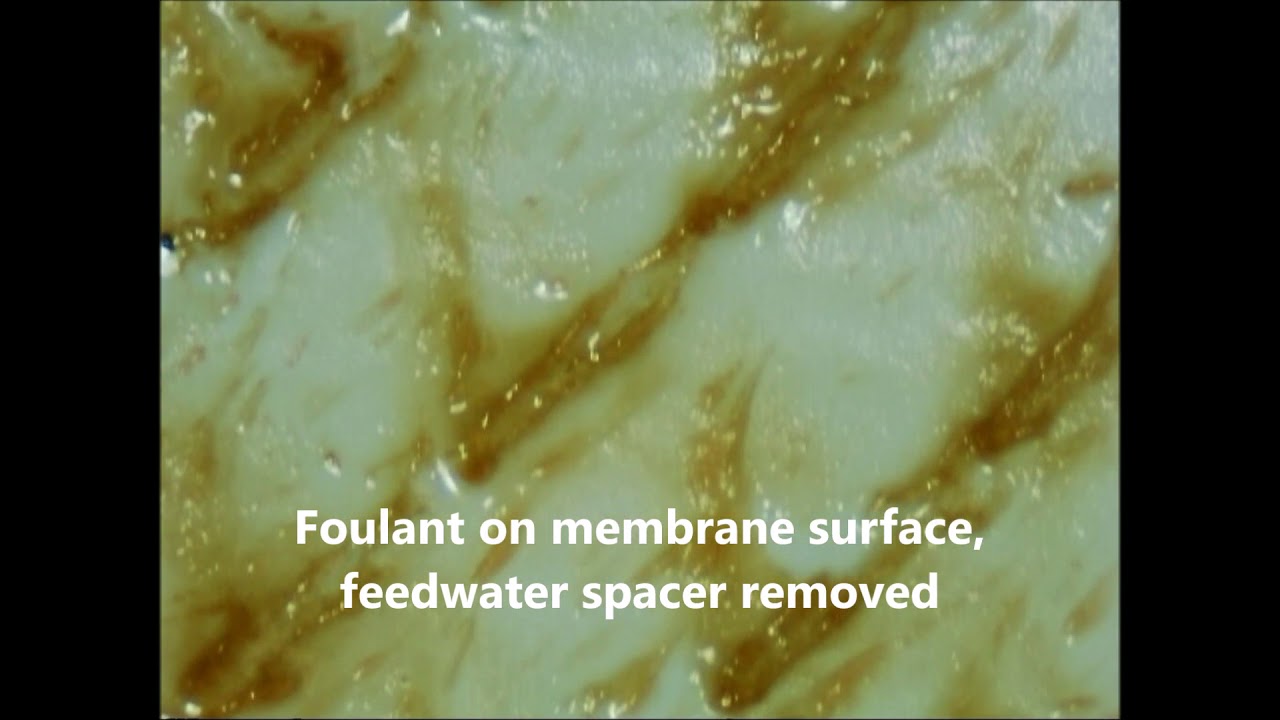 Membrane Autopsy MLL160505 379 - YouTube