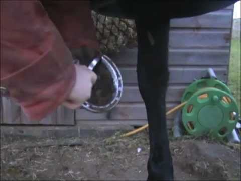 How To Pick Horses Hooves Out.(Jacqui Wild - AboutHorsesUk) - YouTube
