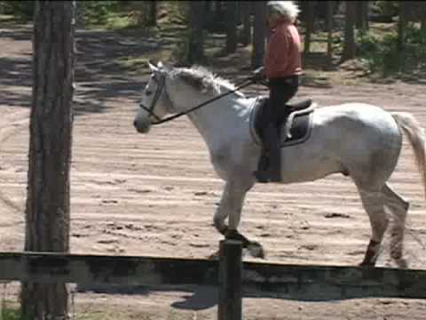 Chazot 2nd day rising trot - YouTube