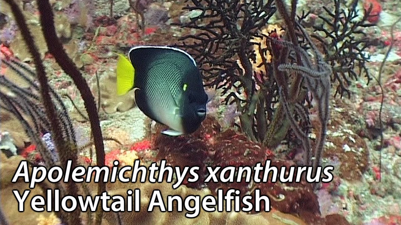Yellowtail Angelfish (Apolemichthys xanthurus) Stock Footage - PAL DV ...
