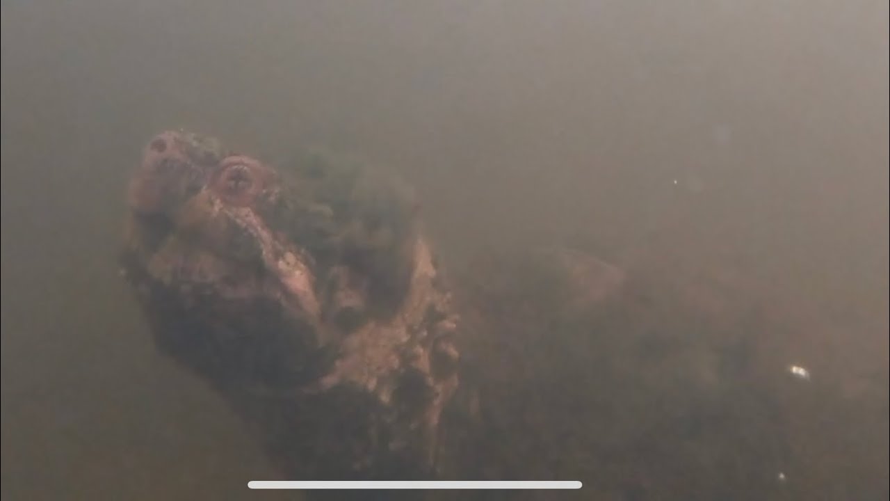 Even Bigger Prehistoric Snapping Turtle - YouTube