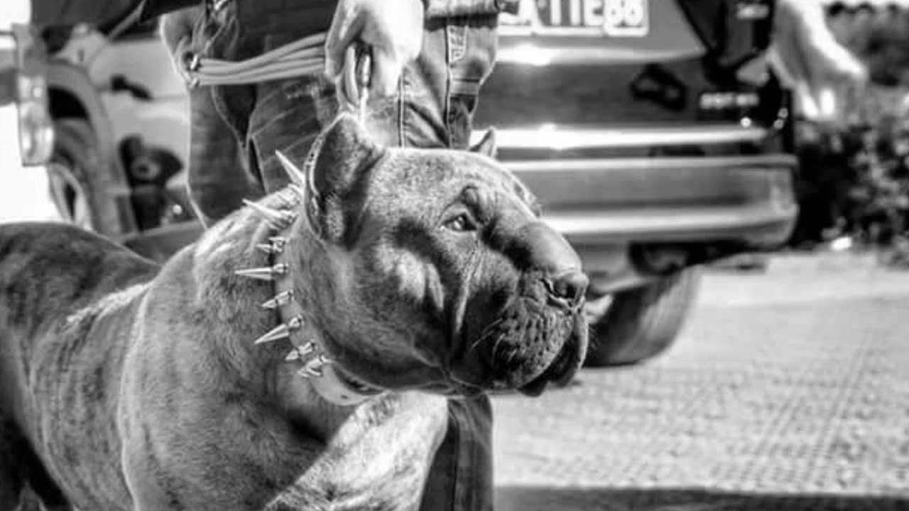 real Molosso Presa Mayo - YouTube