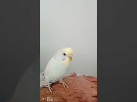 babasıyla# oynamayı #seviyor #çıtırım