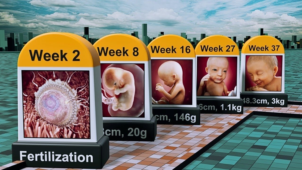 Fetal Development Week By Week Embryo Development. Human Fetus Growth