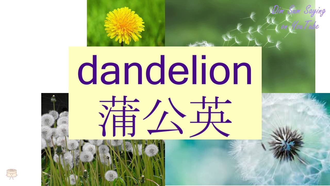 "DANDELION" in Cantonese (蒲公英) - Flashcard - YouTube