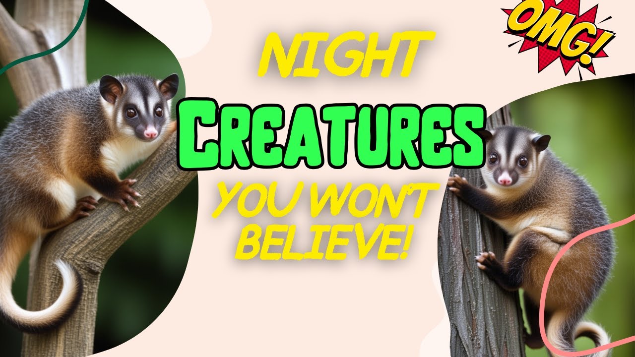 Ringtail Possums Eat Their Poop?! Bizarre Survival Trick Explained ...