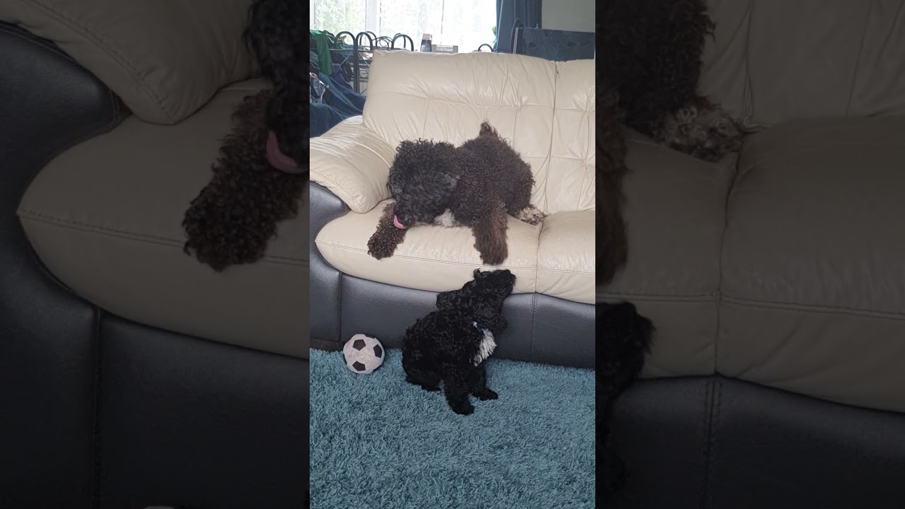 COCKAPOO ZOOMIES - YouTube