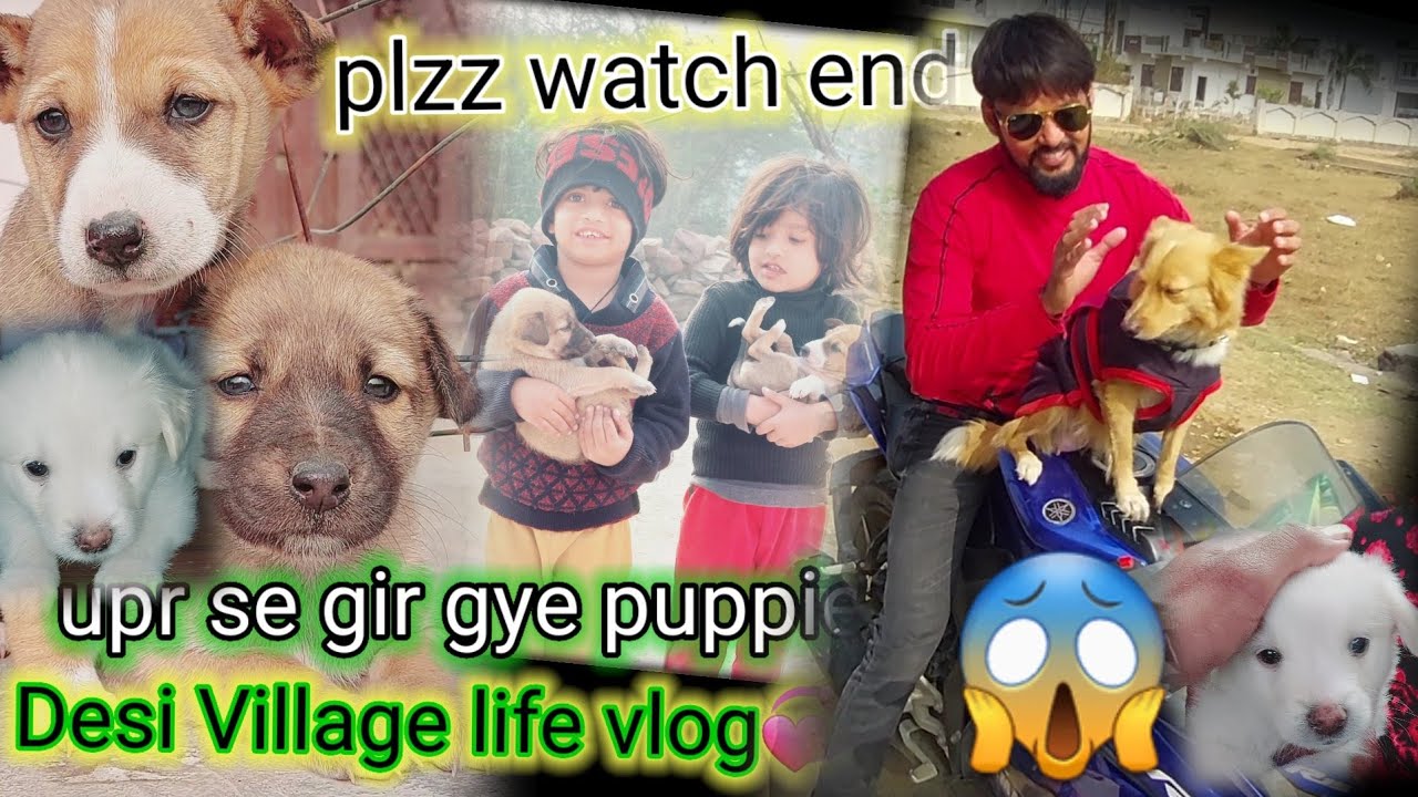 Hamare new puppy||Desi Village life || Village life vlogs||Mr & Mrs ...