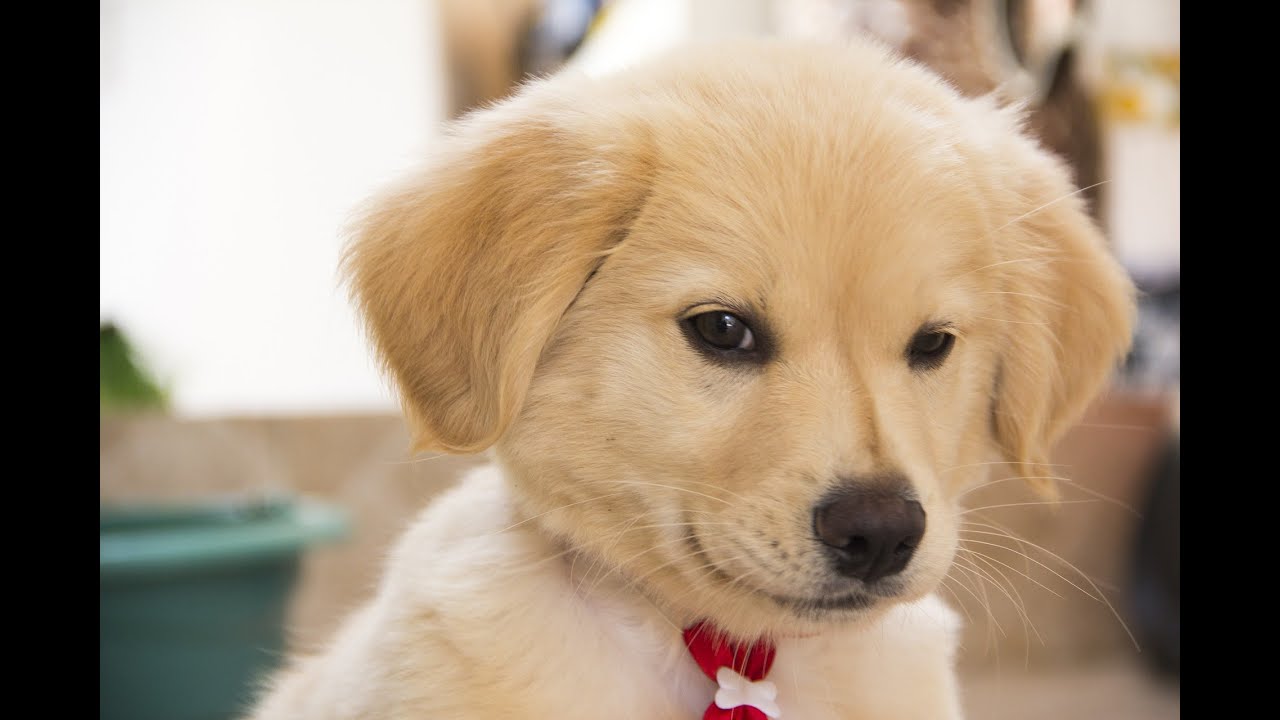 Cute and Funny Puppy Compilation #1 - YouTube