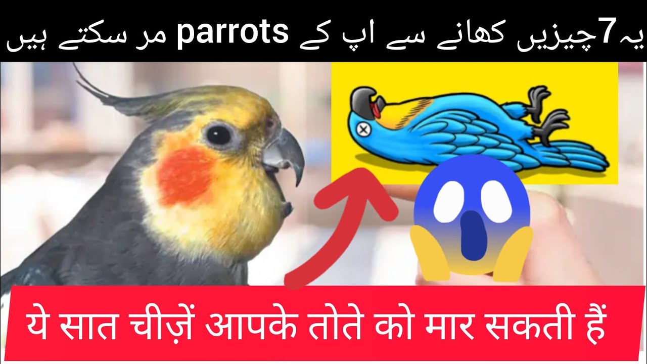 These 7 things can kill your parrot 😱 - YouTube