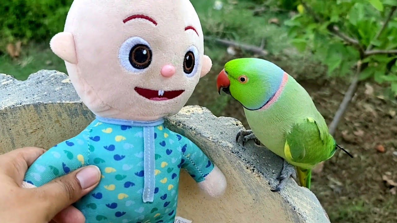 Talking Parrot Mian Mithu Love Cocomelon - YouTube