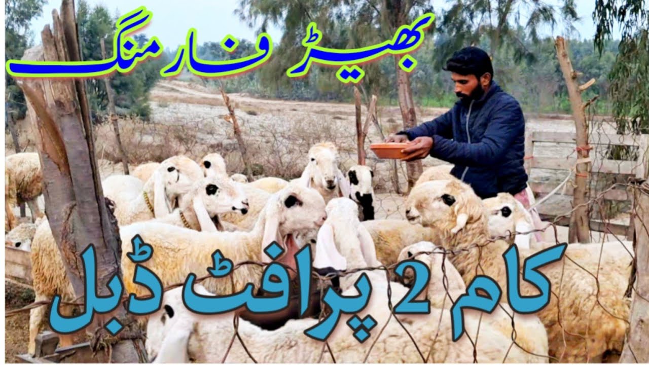 How to start kajle sheep farming profitable business؟ - YouTube