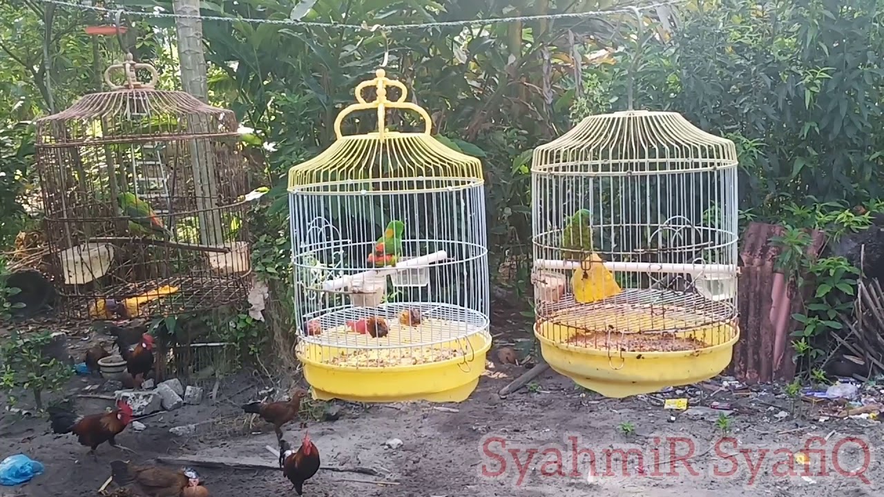 Denak Burung Serindit Dada Merah Beraksi Memikat FHD - YouTube