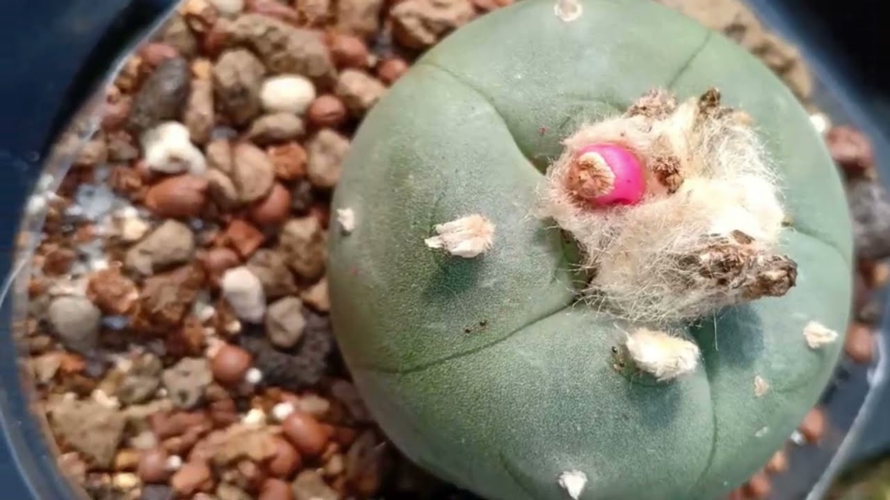 What Do Seeds Look Like Peyote Peyote (Lophophora Williamsii)