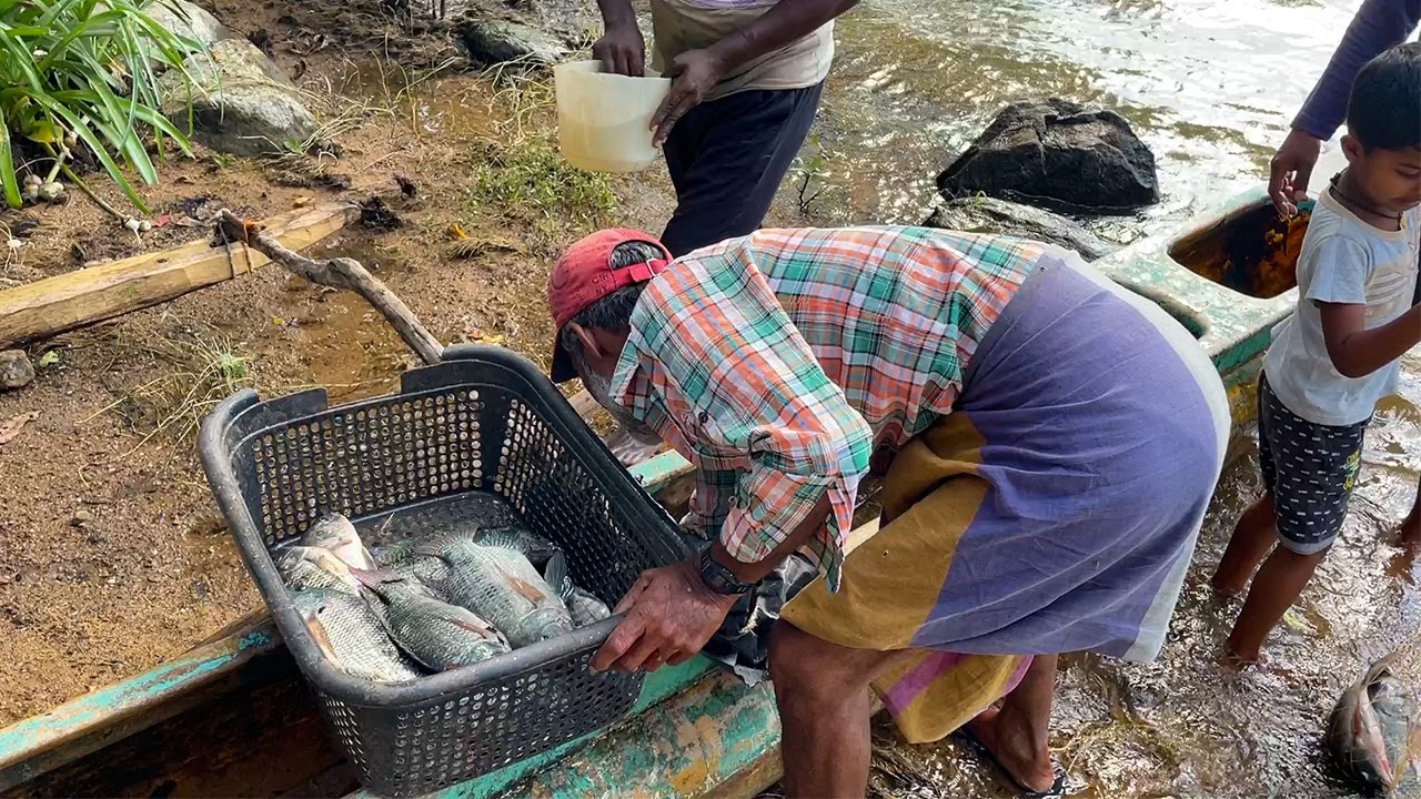 Amazing!! Thilapia Fish Cutting Skills In Village Sri Lanka| Best Fish ...