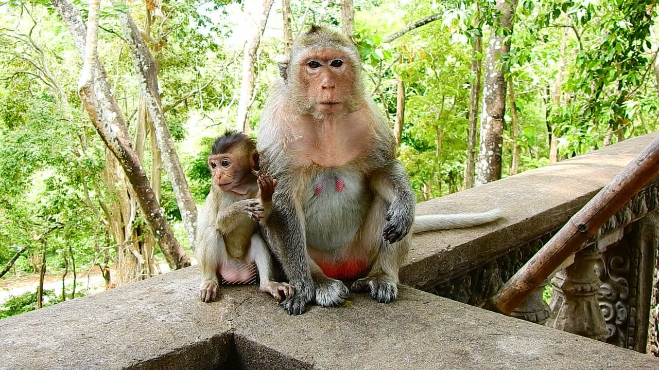 Little monkey show act like it mother - YouTube