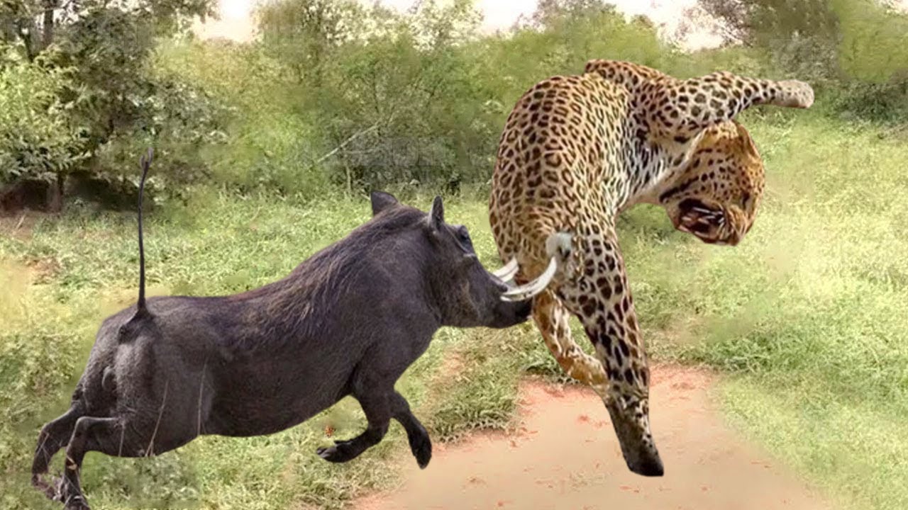 Mother Warthog Defeated Leopard For Daring To Attack Baby Warthog, This ...