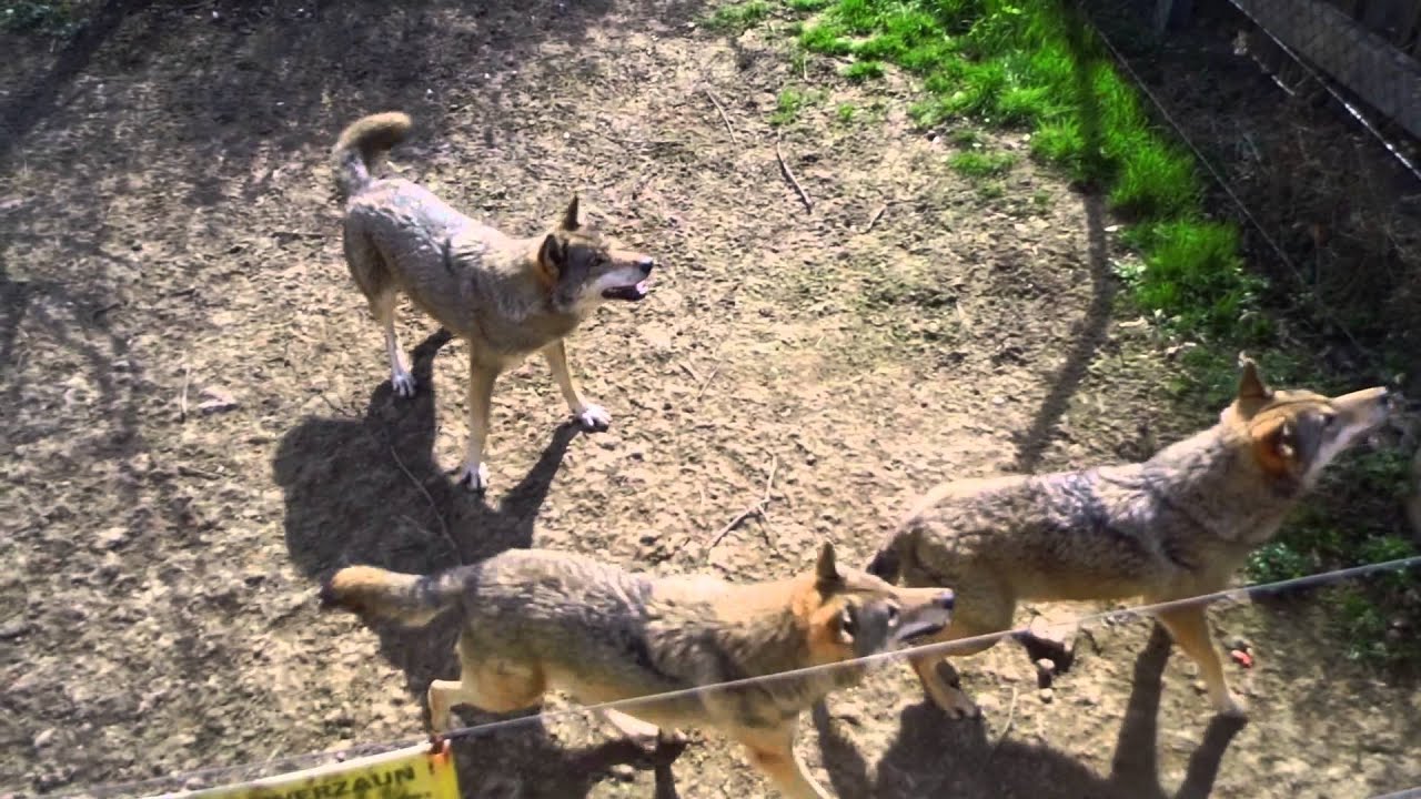 Wolf feeding, Zoo Worms, April 2015 - YouTube