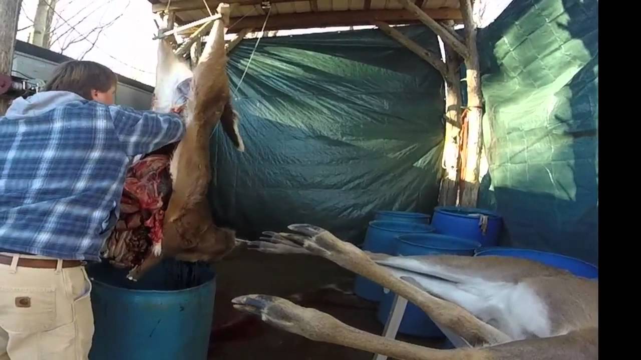 seeing deer guts for the 1st time - YouTube