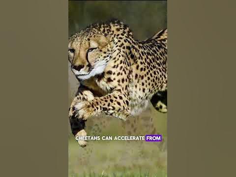 Cheetah Facts