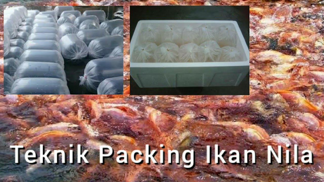 Tutorial Packing Ikan Nila Profesional, Untuk Pengiriman Ja - YouTube