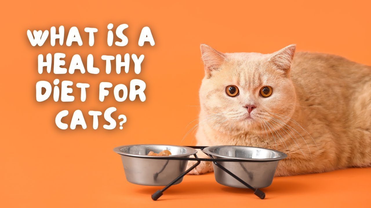 What is a healthy diet for cats? Tips for a Healthy Cat Diet - YouTube