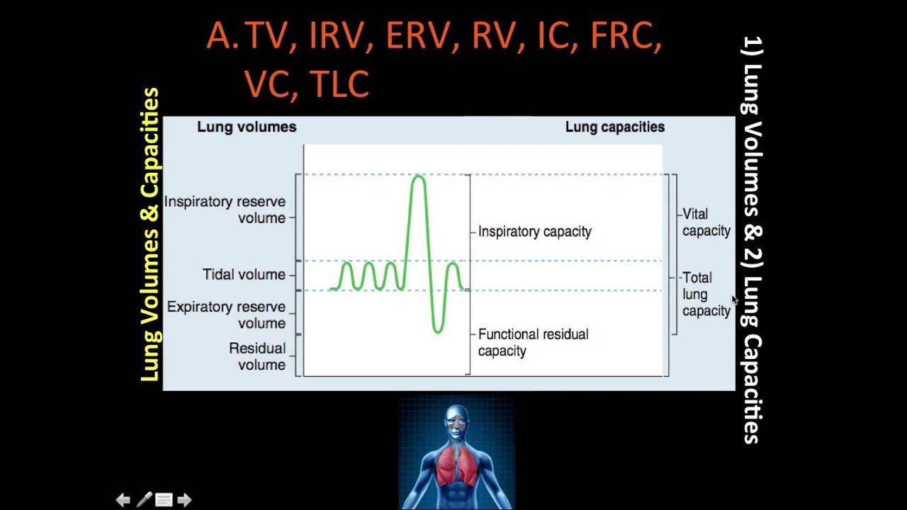 Lung Volumes & Capacities (1 of1) - YouTube