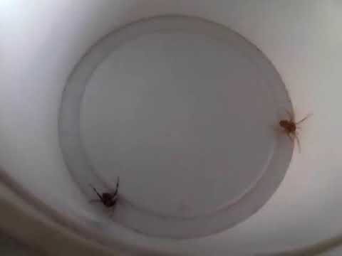 Gagamga mais vs gagamba puno - YouTube
