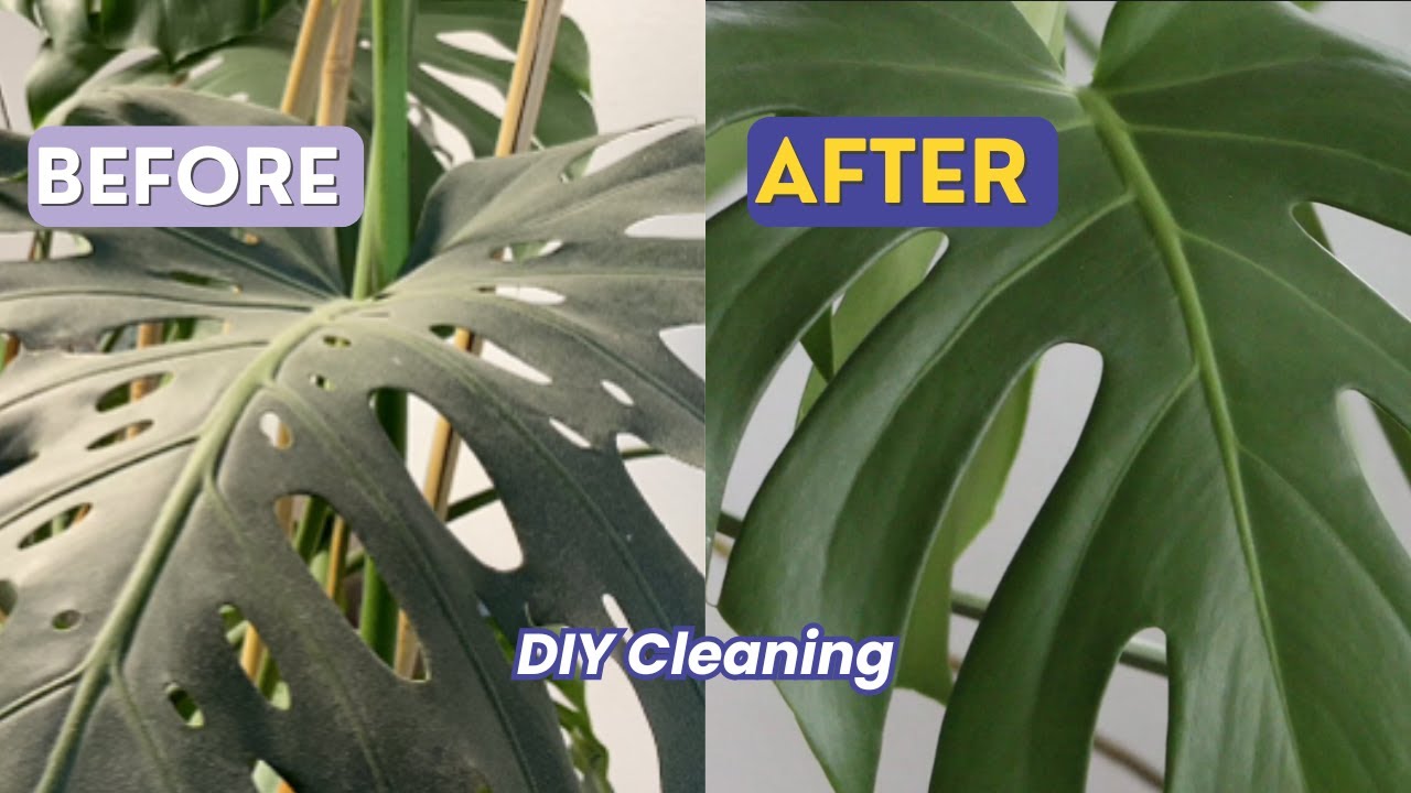 How to Clean Plant Leaves and Make Them Shine | Easy Way to Clean Plants - YouTube