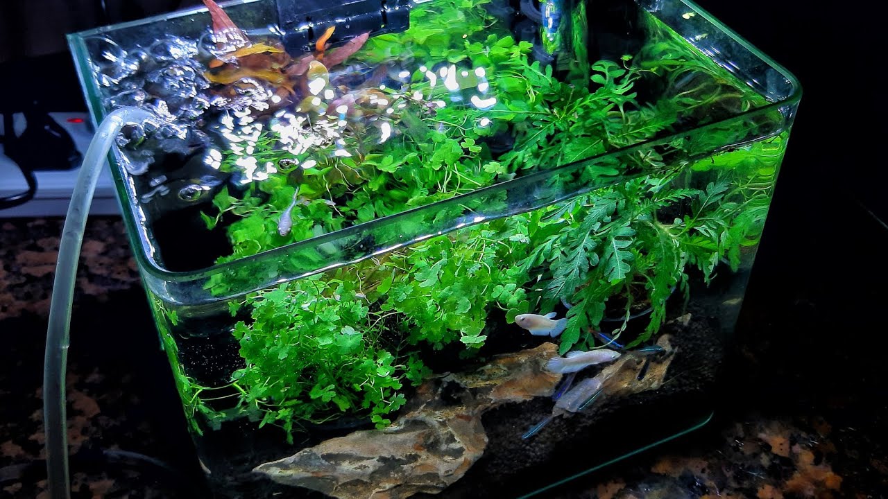 BASIC Aquascape - YouTube