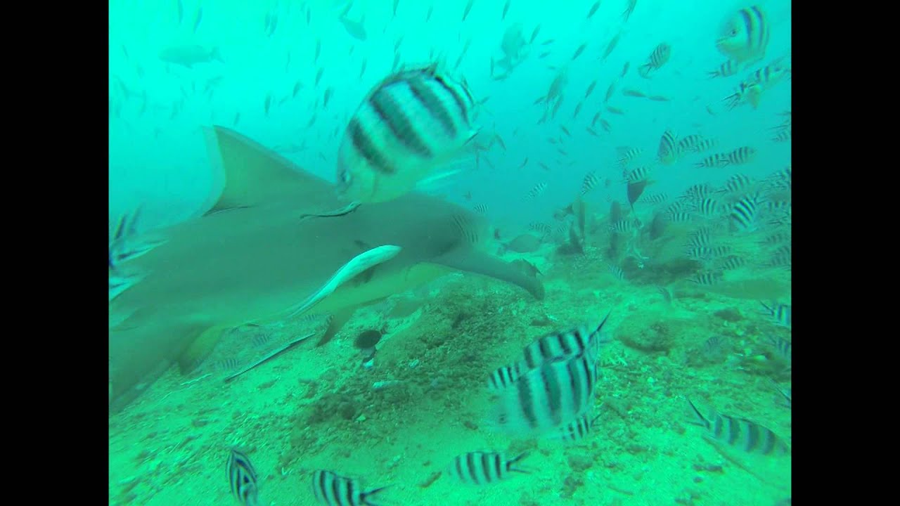 Beqa Lagoon Shark Dive, Fiji - YouTube