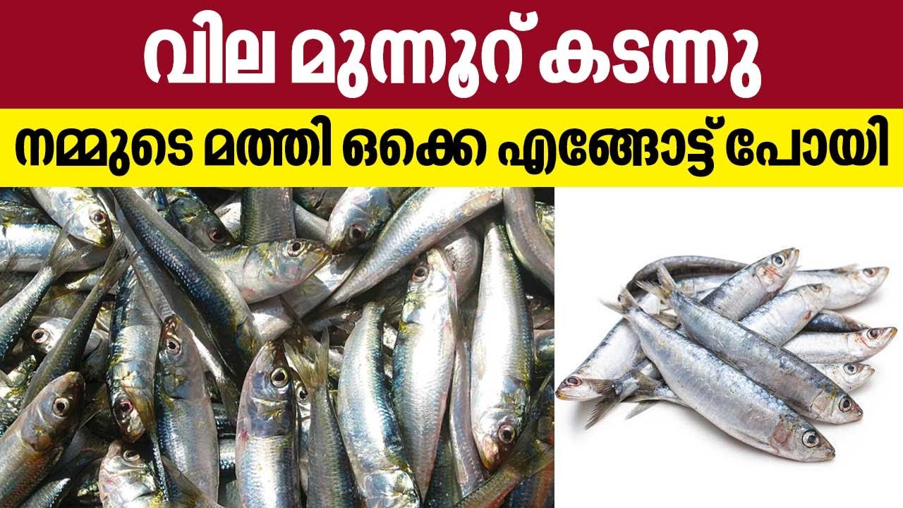 വില മുന്നൂറ് കടന്നു നമ്മുടെ മത്തി ഒക്കെ എങ്ങോട്ട് പോയി | Sardine ...