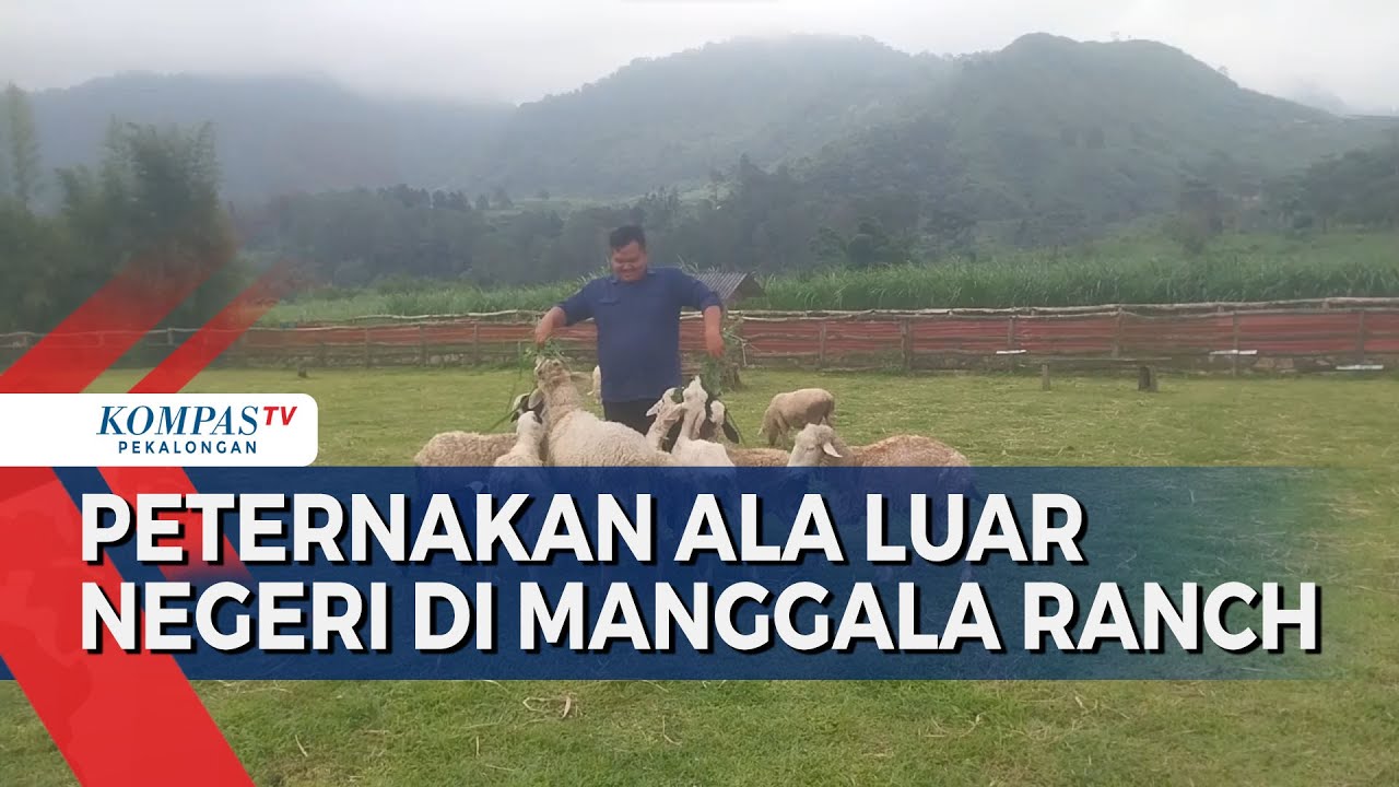 Manggala Ranch: Destinasi Wisata Unik untuk Mencari Ternak Kurban di ...